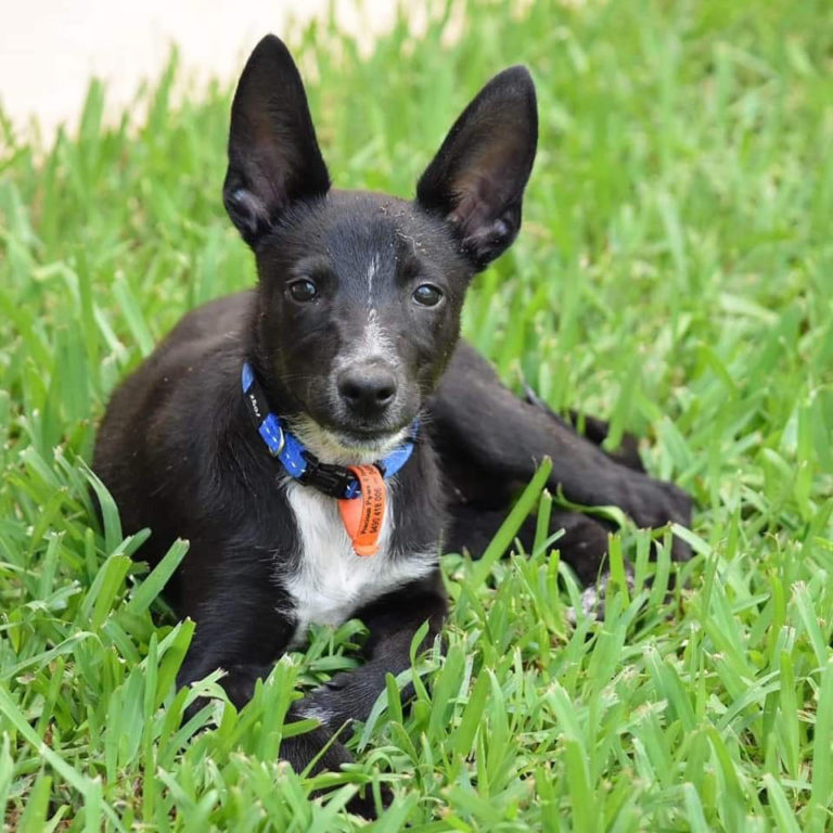 Meet ‘Cute’ Colt - Tamborine Bulletin