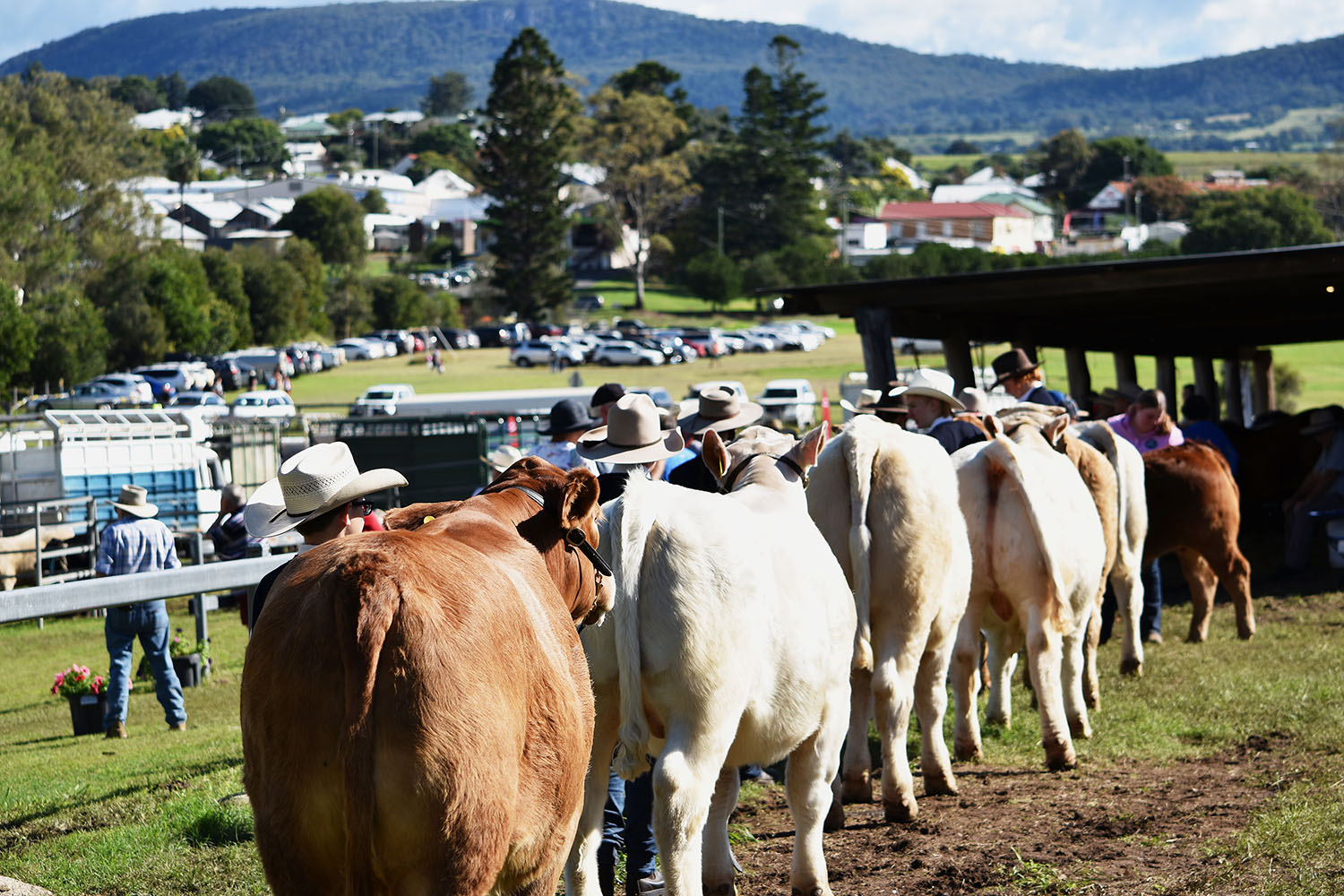 Reflection On Boonah Show - Tamborine Bulletin