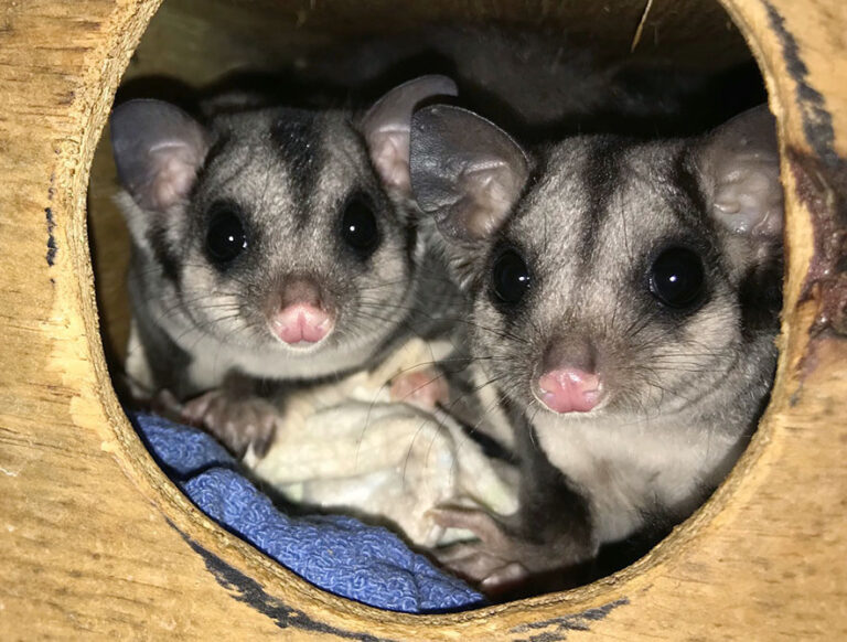 Possums in Your Roof? - Tamborine Bulletin